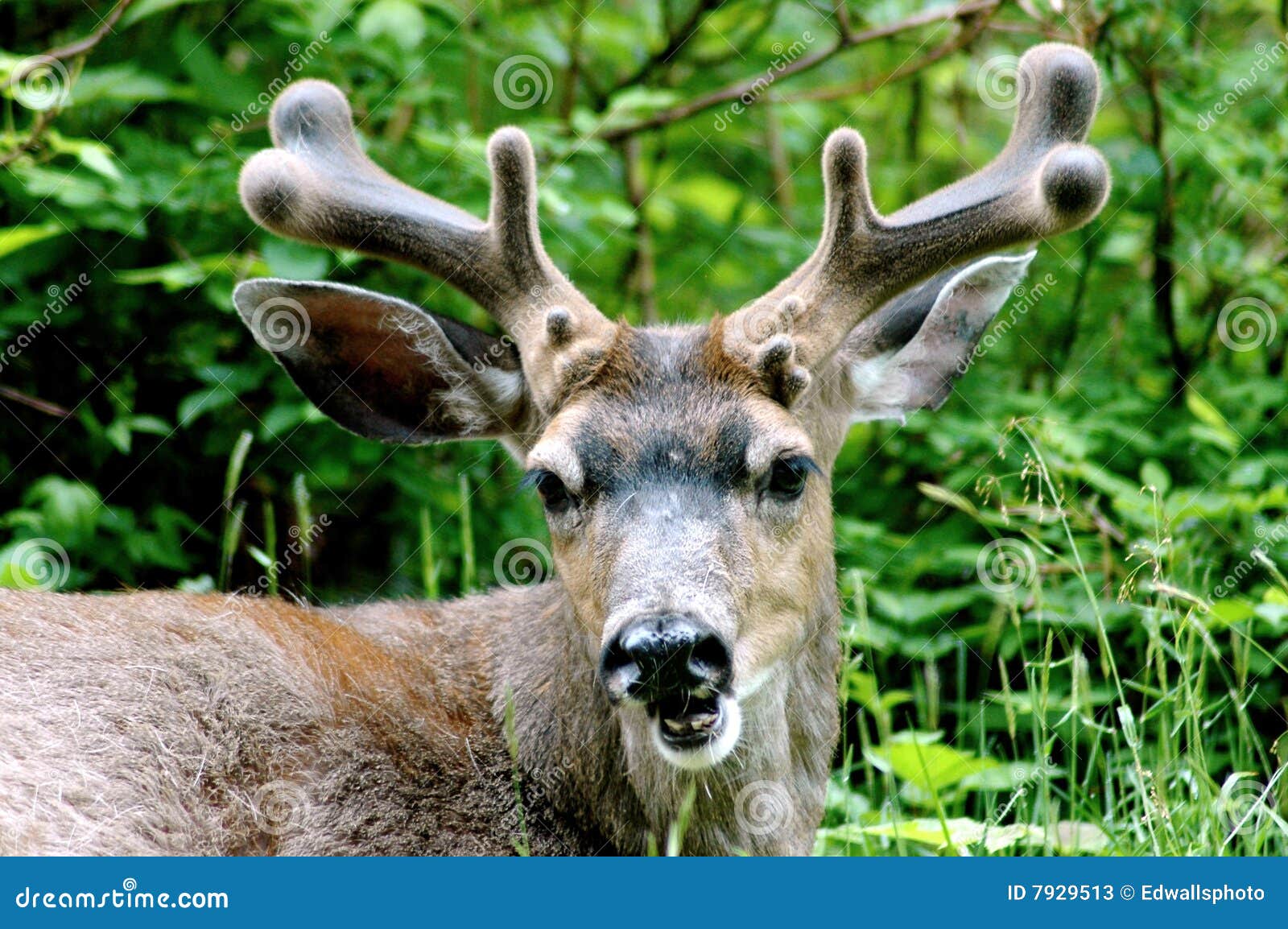 Black Tail Deer Chewing Cud Stock Image - Image of deer, odocoileus ...