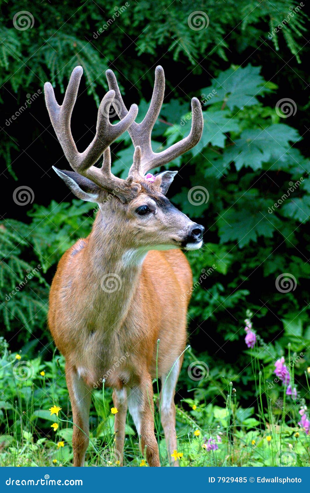 Black Tail Deer with Flower Stock Image - Image of black, mule: 7929485