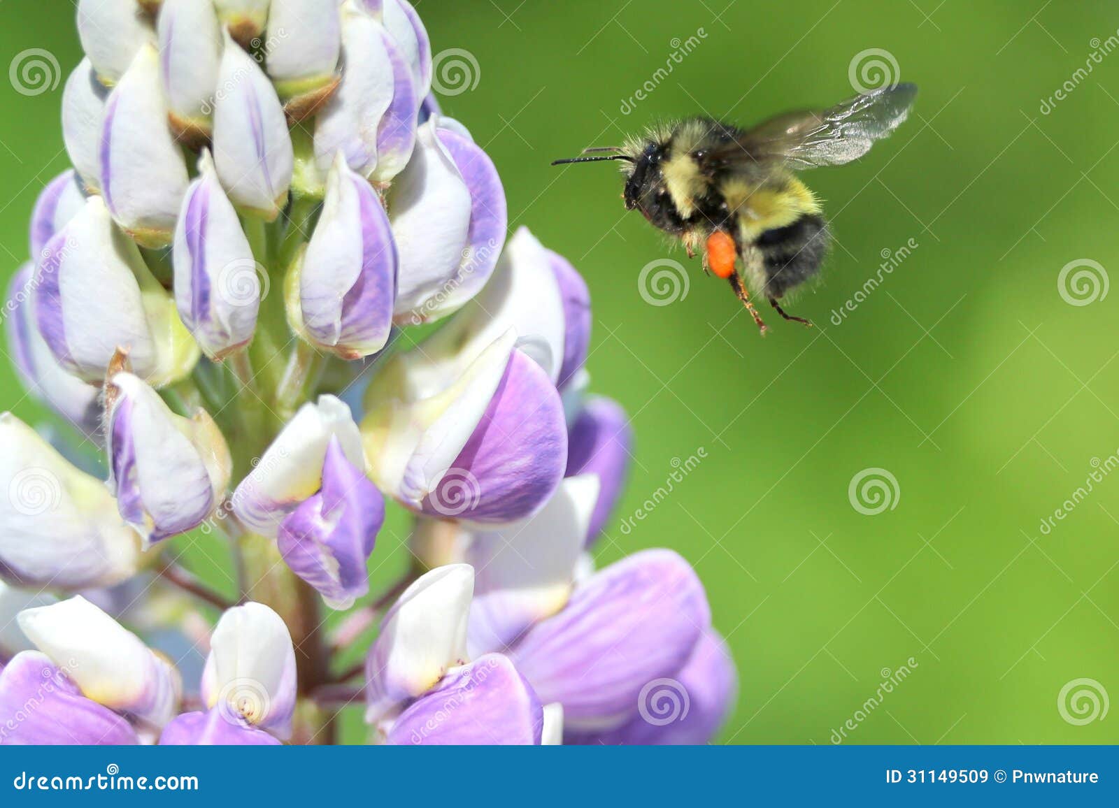 Black-tailed Bumblebee in Flight Stock Image - Image of flying, yellow ...