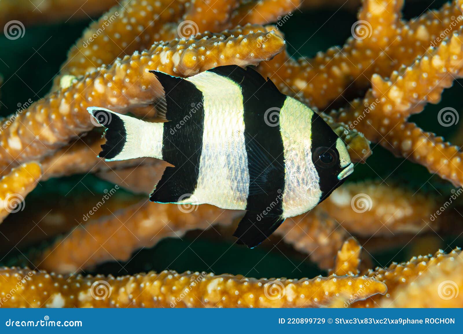 Black-tailed Dascyllus Damsel Damselfish Fish Stock Image - Image of ...