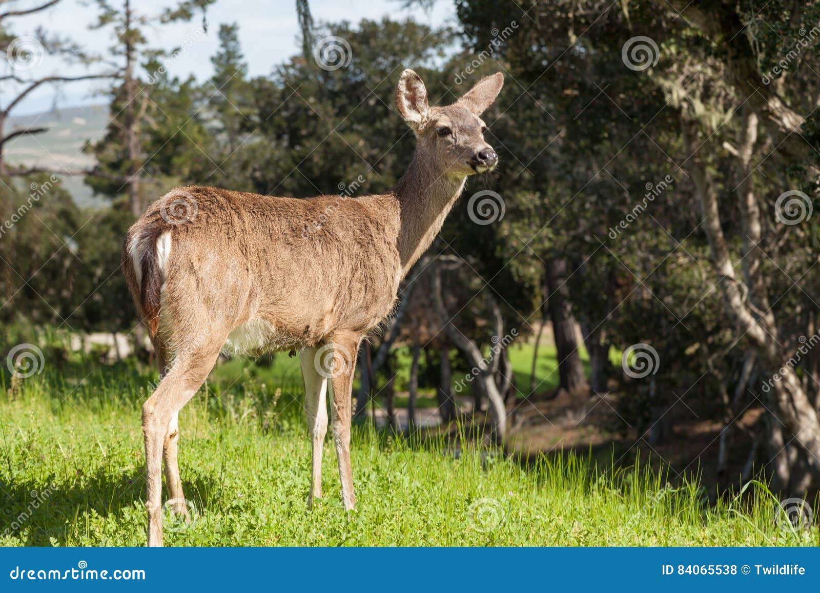 Black-tailed Deer Doe stock photo. Image of black, mammal - 84065538