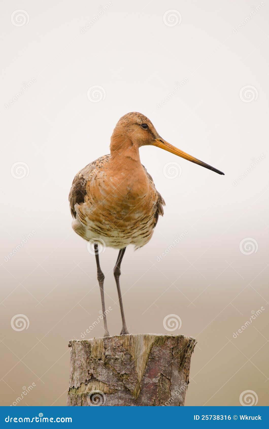 Pin-tailed Snipe Or Pintail Snipe ,Gallinago Stenura, Sri Lanka, Asia ...