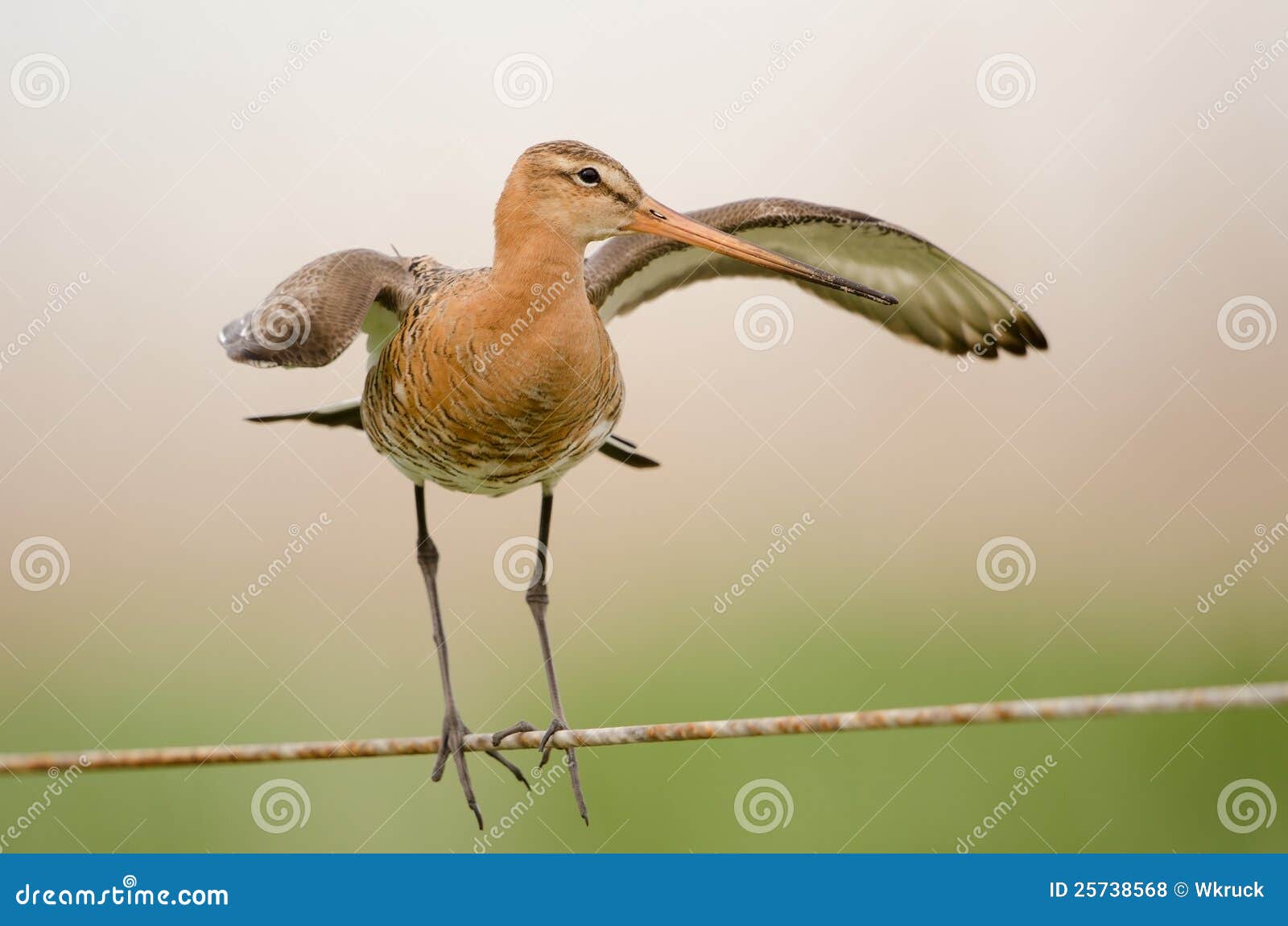 Pin-tailed Snipe Or Pintail Snipe ,Gallinago Stenura, Sri Lanka, Asia ...