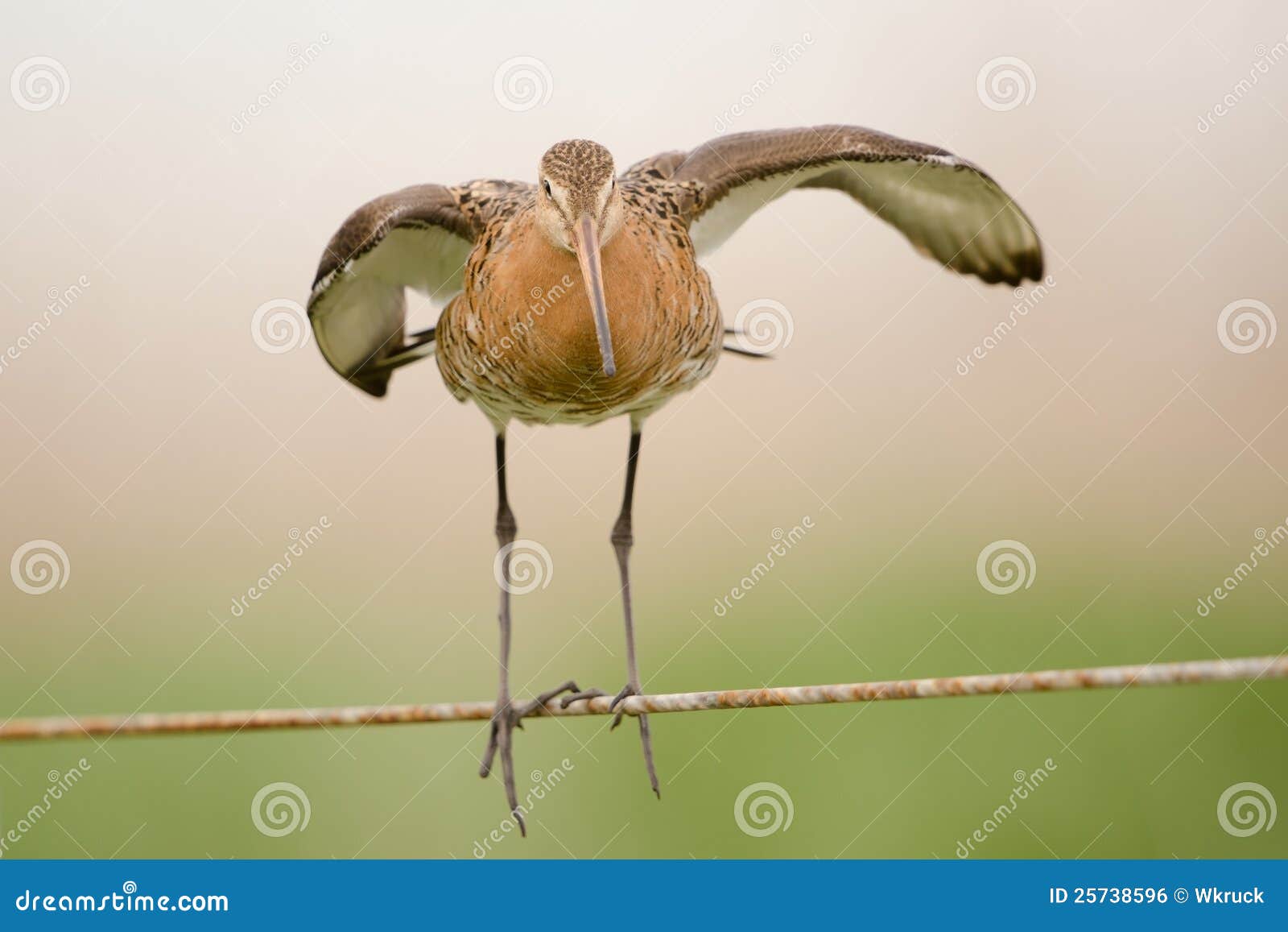 Pin-tailed Snipe Or Pintail Snipe ,Gallinago Stenura, Sri Lanka, Asia ...