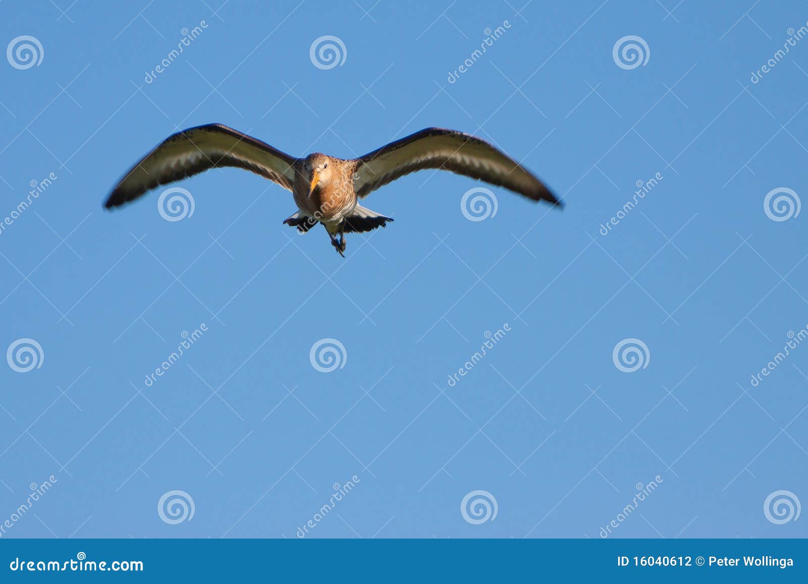 Black-tailed Godwit Bird Flying Stock Photo - Image of close, feathers ...