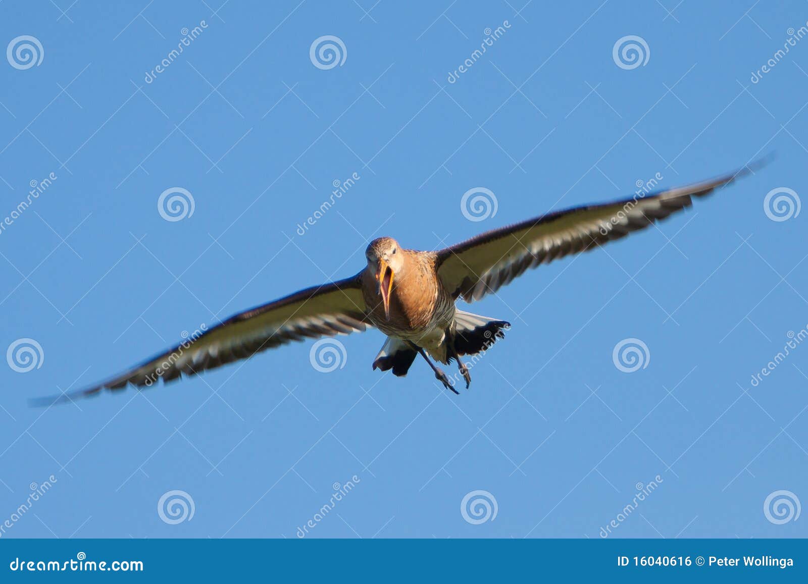 Black-tailed Godwit Bird Flying Stock Photo - Image of grassland, blue ...