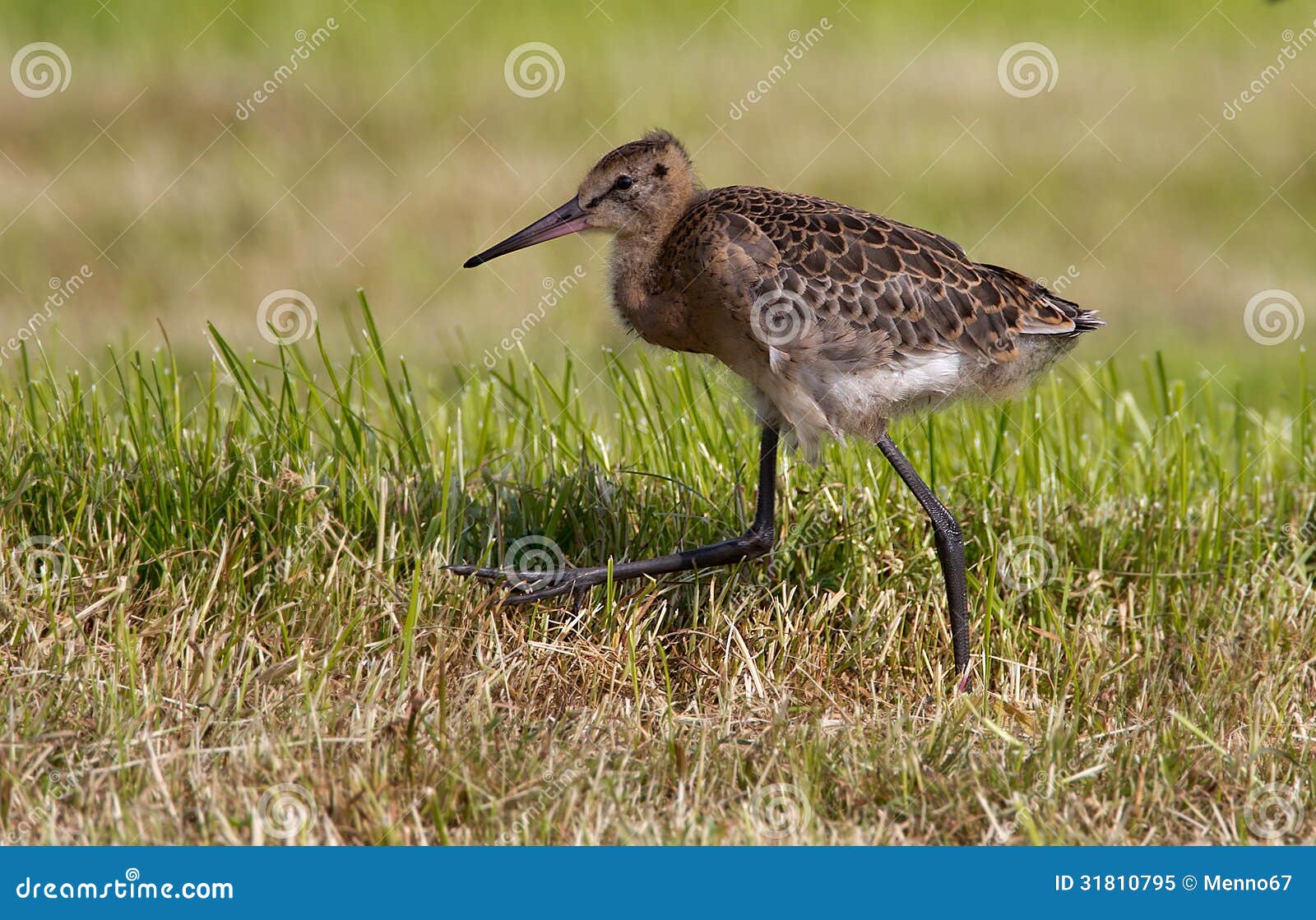 Black Tailed Godwit Chicken Stock Image - Image of wild, springtime ...