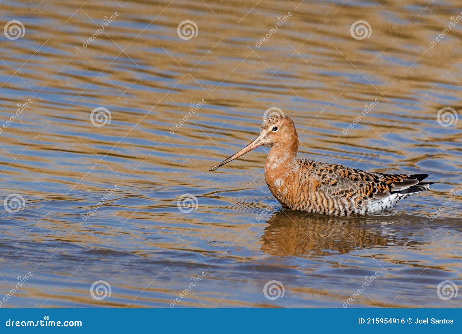 Black Tailed Godwit Limosa Limosa with Summer Plumage in the Water ...