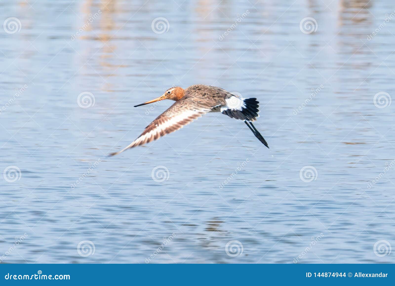Black Tailed Godwit Limosa Limosa Wader Birds in Flight Stock Photo ...