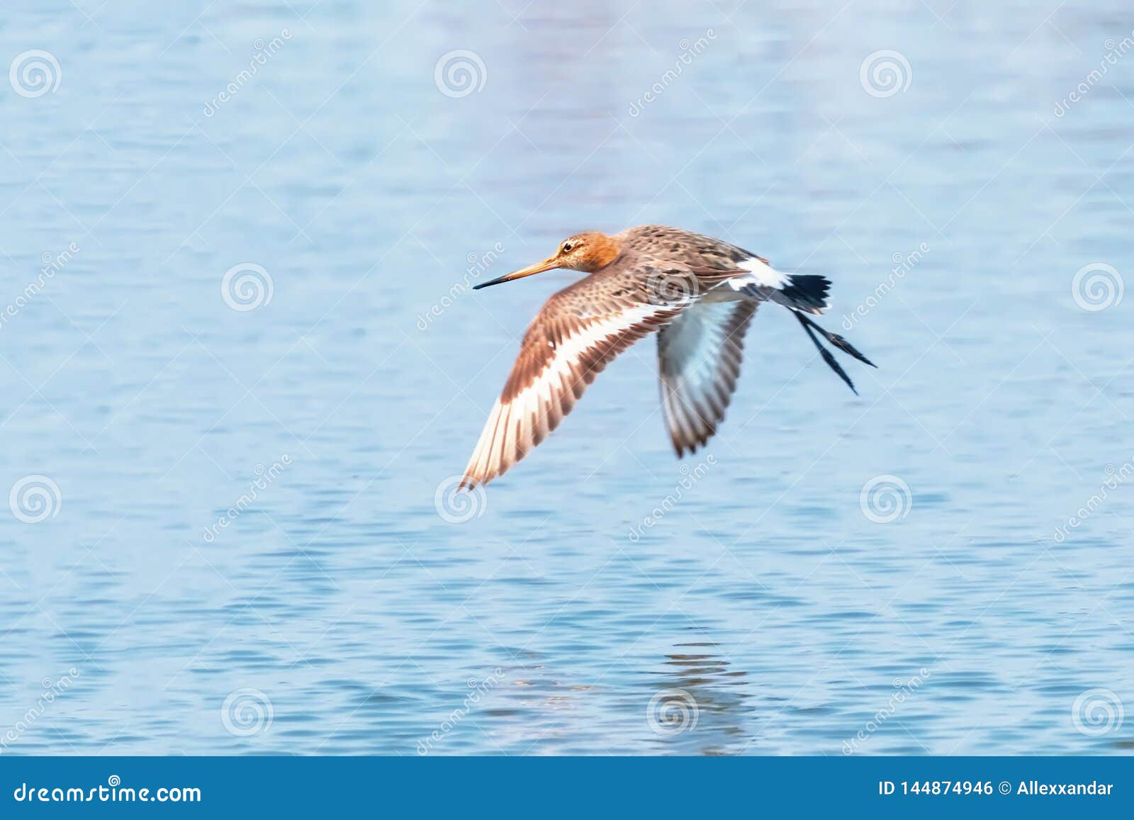 Black Tailed Godwit Limosa Limosa Wader Birds in Flight Stock Photo ...