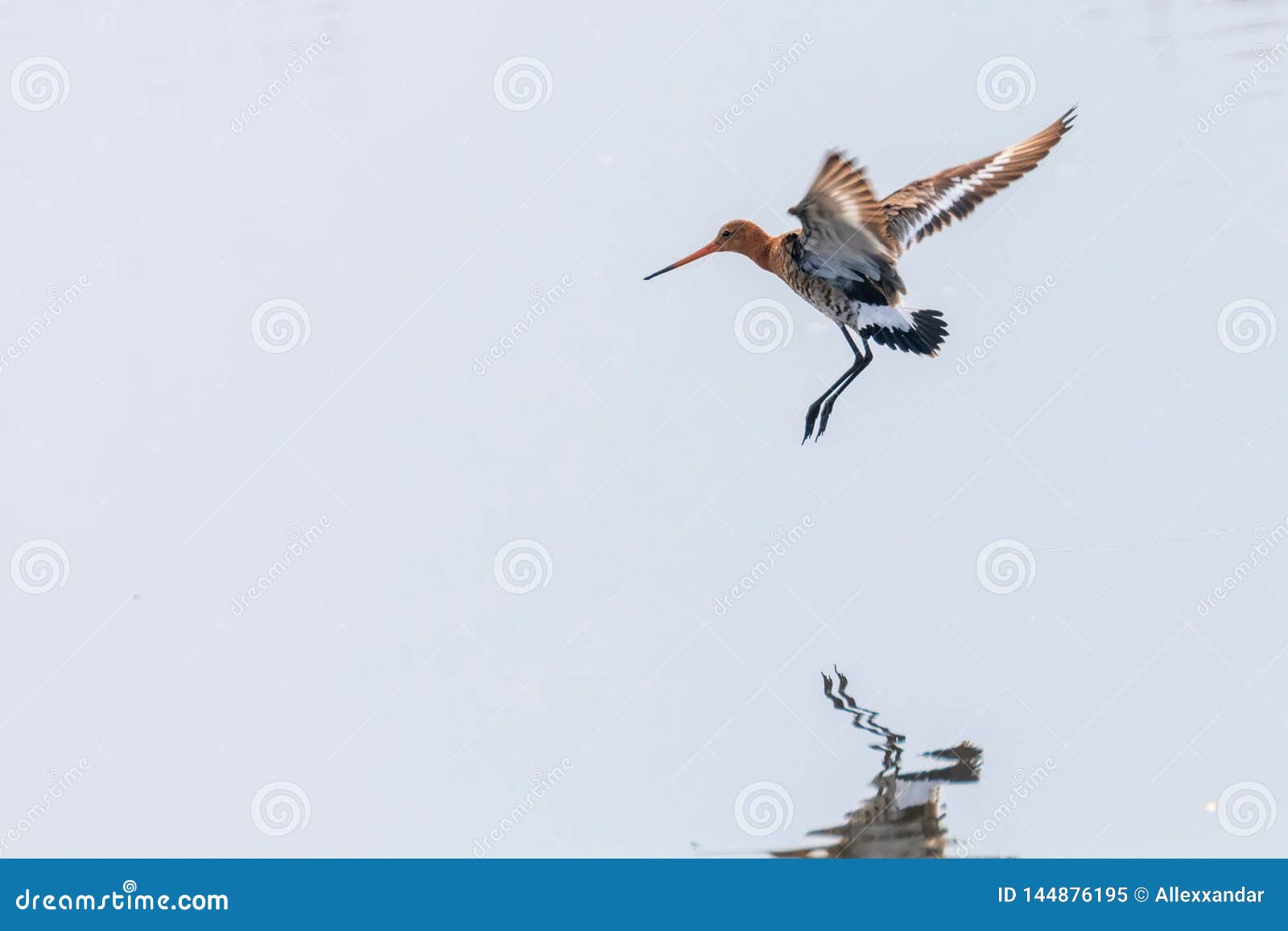 Black Tailed Godwit Limosa Limosa Wader Birds in Flight Stock Image ...