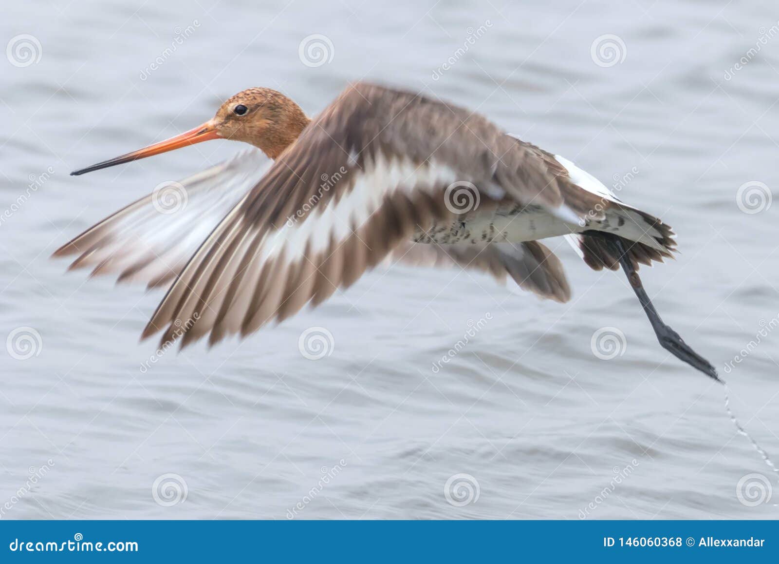 Black Tailed Godwit Limosa Limosa Wader Birds in Flight Stock Photo ...