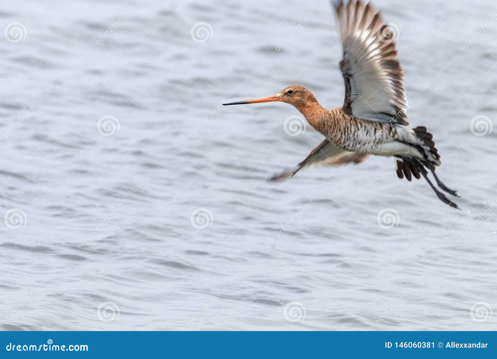 Black Tailed Godwit Limosa Limosa Wader Birds in Flight Stock Image ...