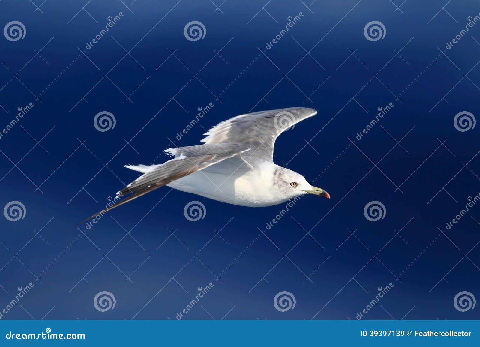 Black-tailed gull stock image. Image of nature, blacktailed - 39397139