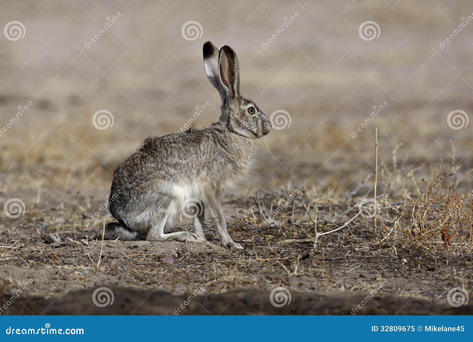 Black-tailed Jack Rabbit, Lepus Californicus Stock Image - Image of ...