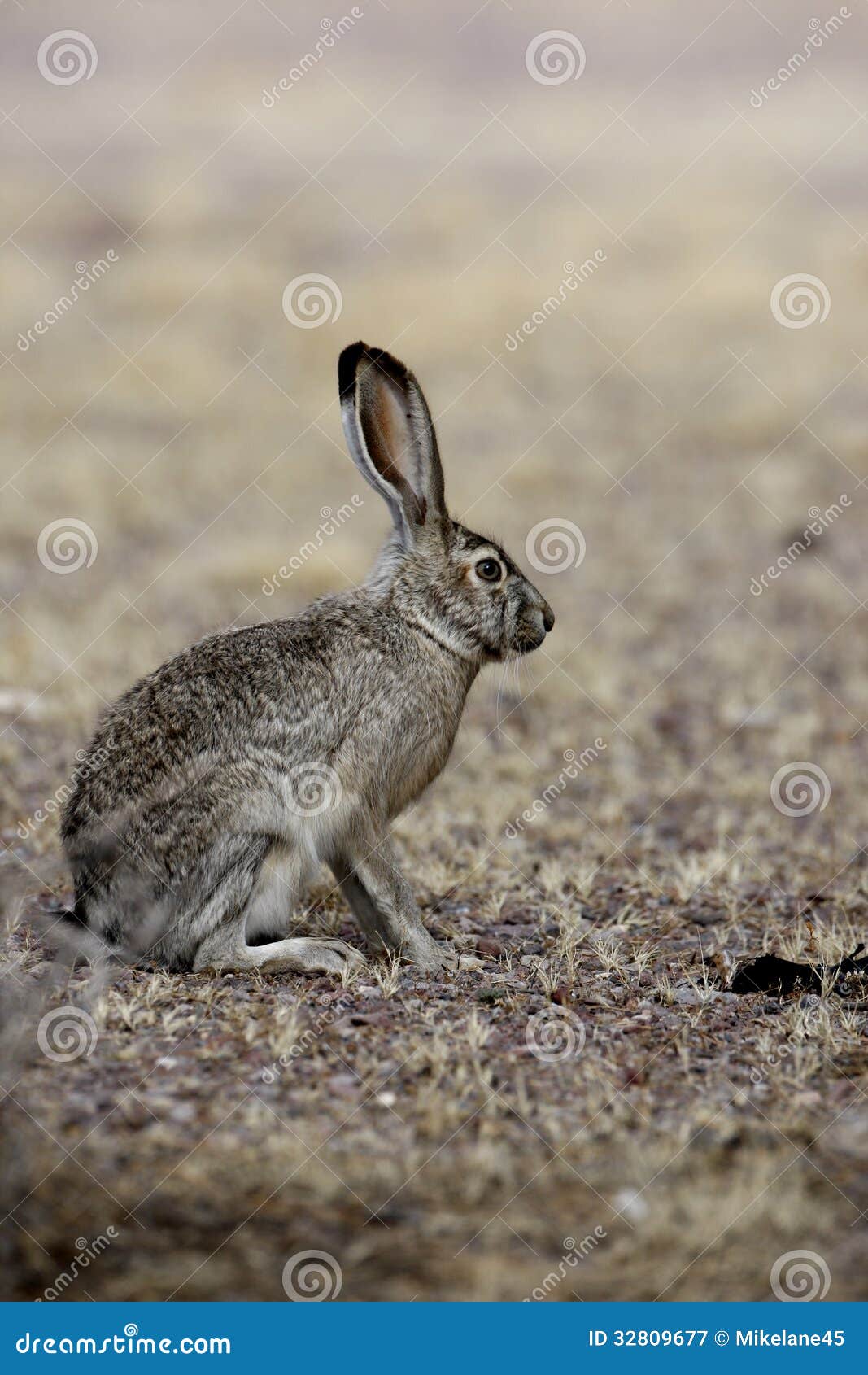 Black-tailed Jack Rabbit, Lepus Californicus Stock Image - Image of ...