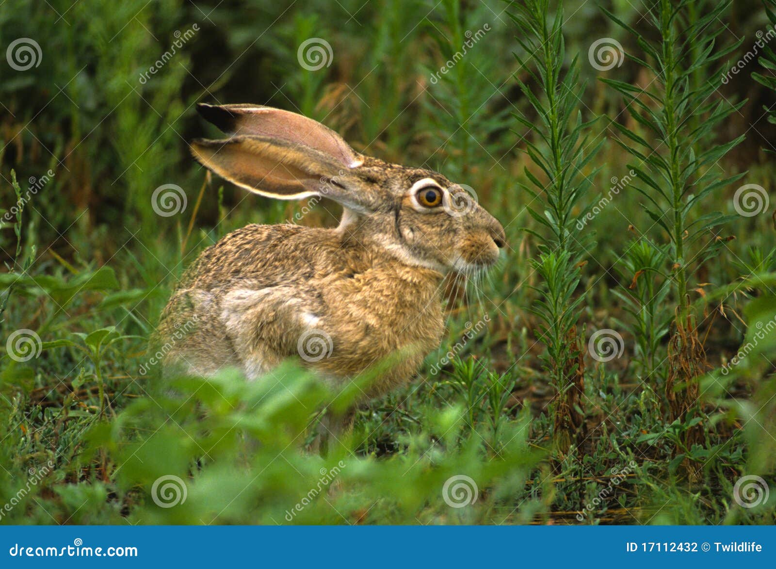 Black-tailed Jackrabbit stock photo. Image of brown, cute - 17112432
