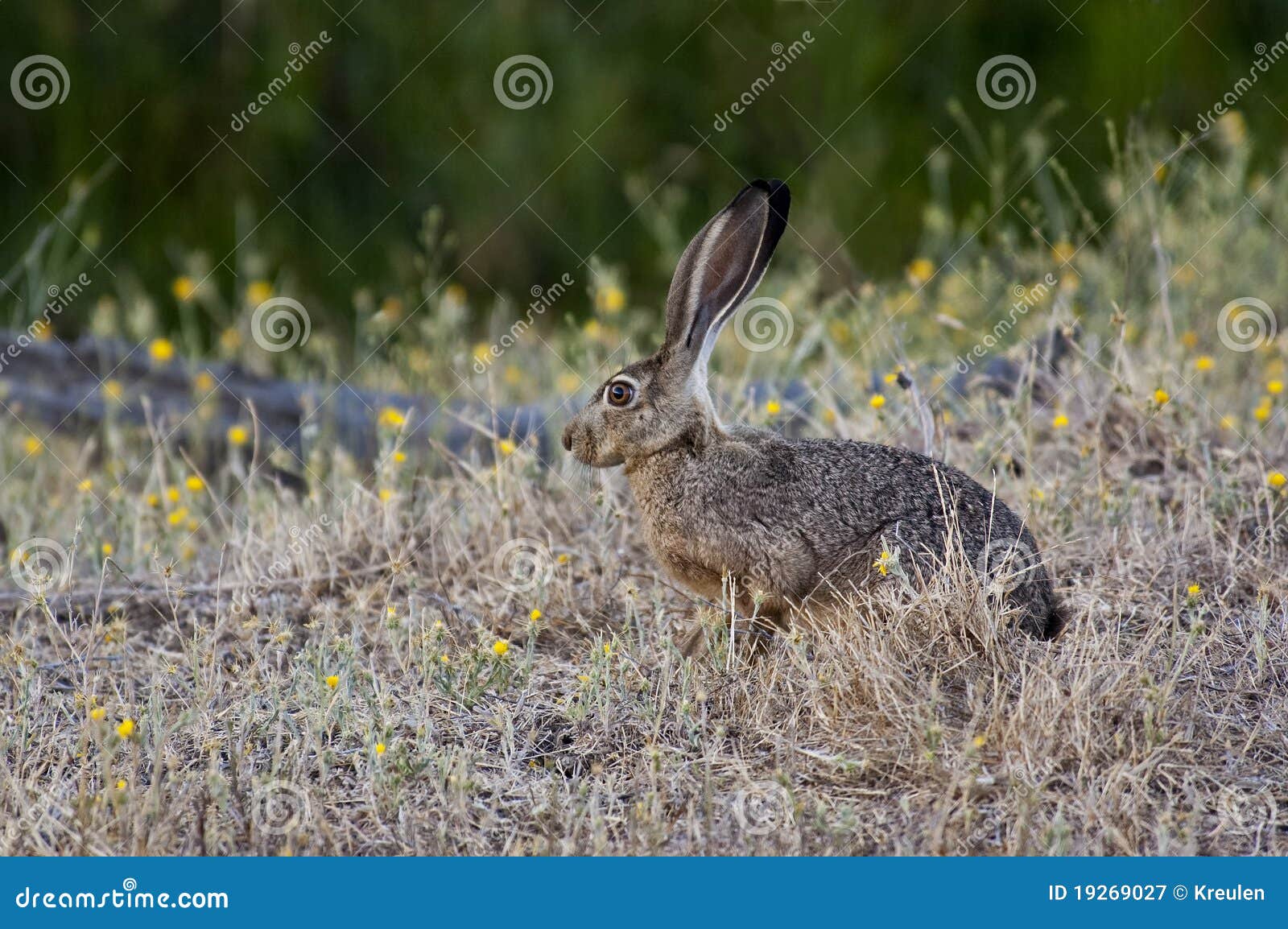 Black-tailed Jackrabbit stock image. Image of rabbit - 19269027