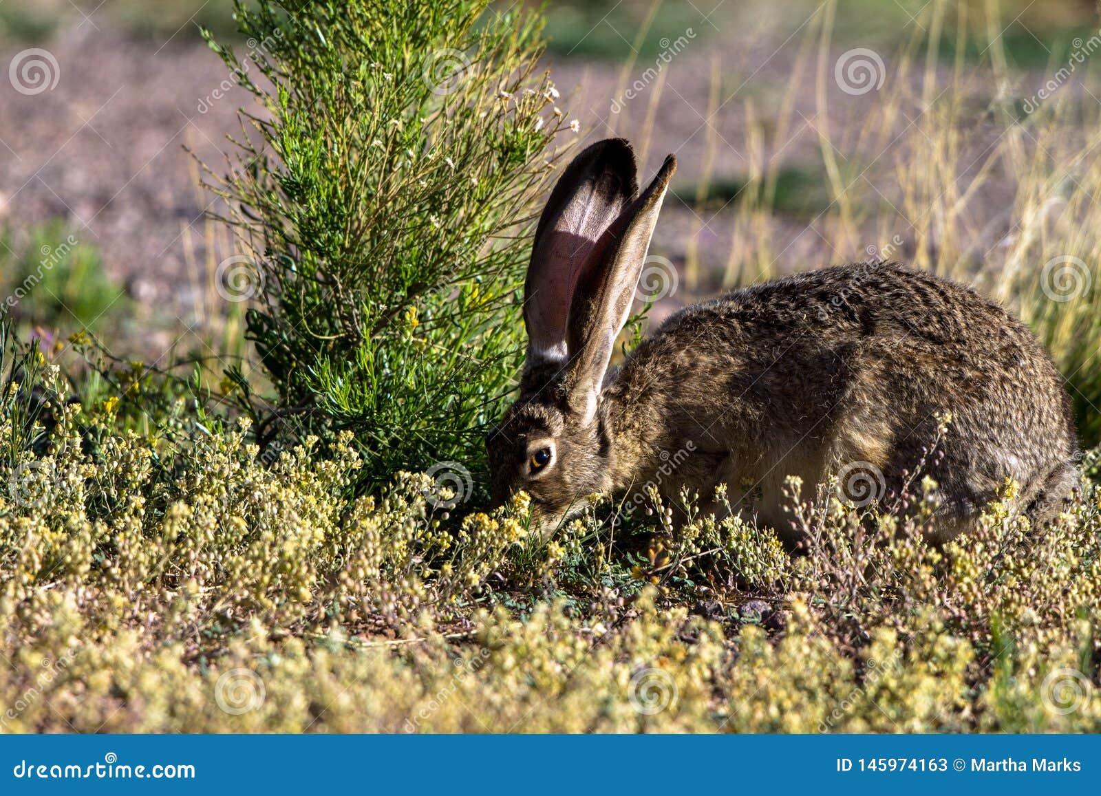 Black-tailed Jackrabbit Feeds in Arizona Stock Image - Image of ...