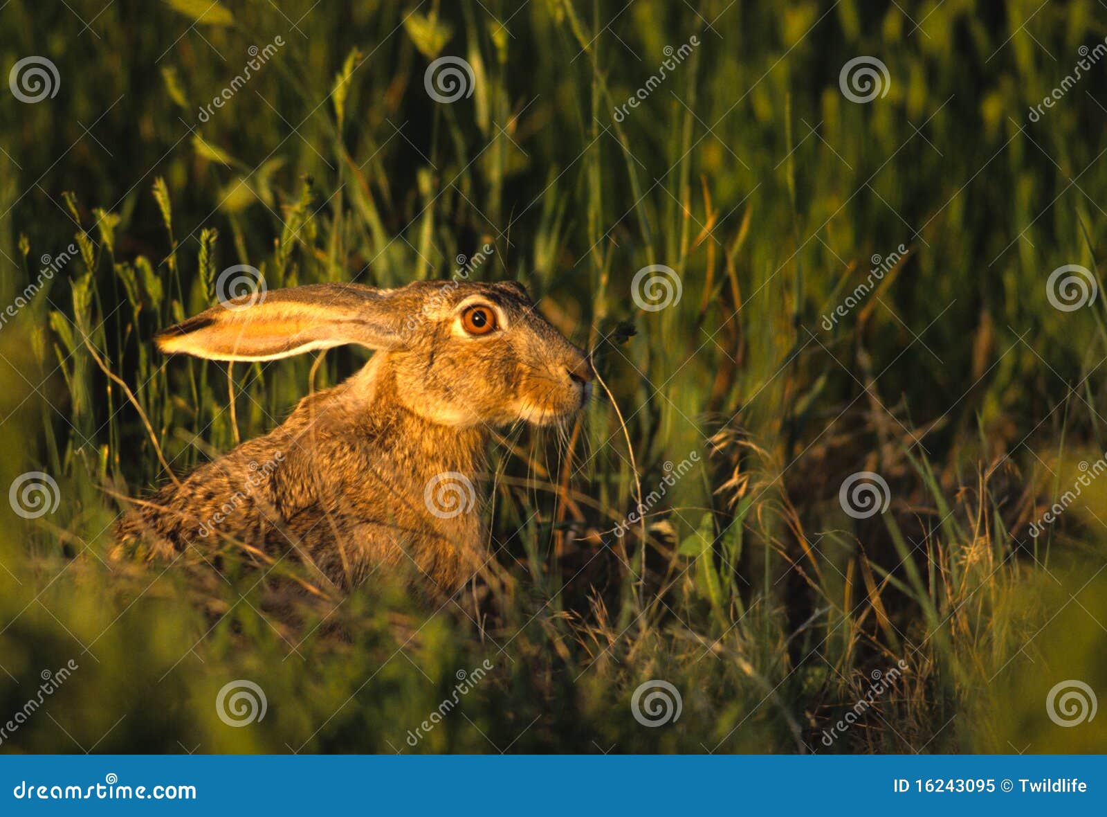 Black-tailed Jackrabbit in Grass Stock Image - Image of hare, eyes ...