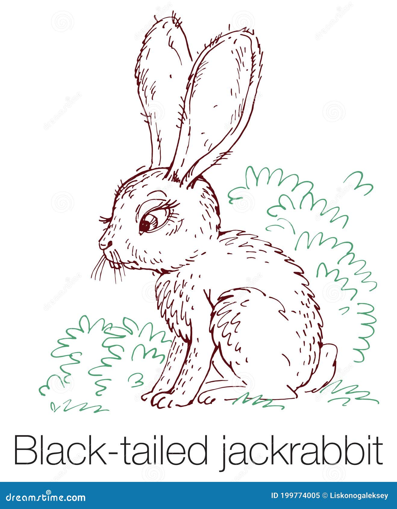 Black-tailed Jackrabbit Hand Drawn Vector Illustration Stock Vector ...