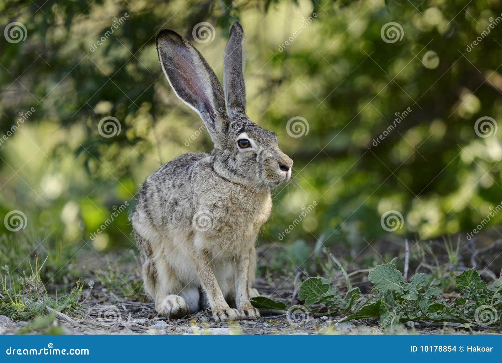 Black-tailed Jackrabbit, Lepus Californicus Stock Photo - Image of ...