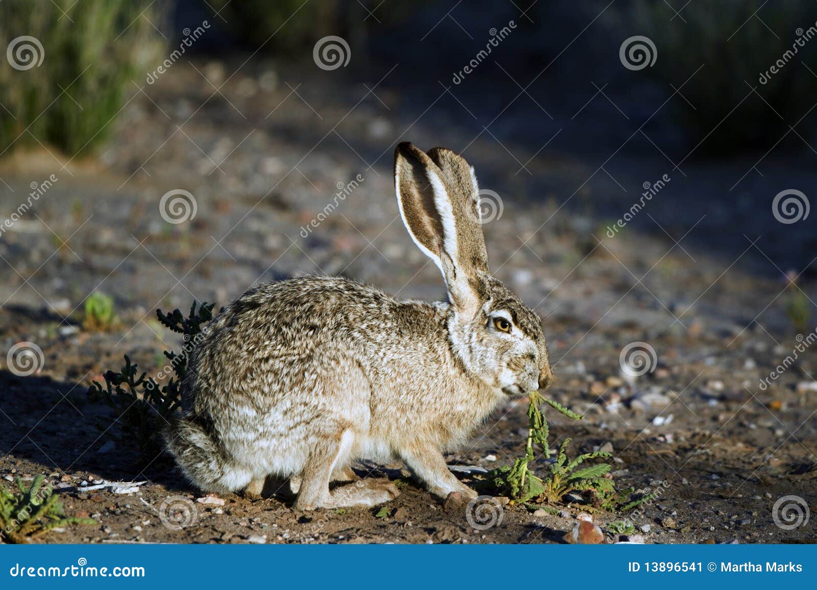 Black-tailed Jackrabbit, Lepus Californicus Stock Image - Image of dawn ...