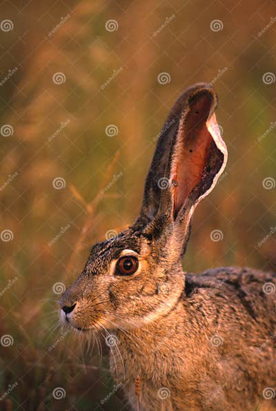 Black-tailed Jackrabbit Portrait Stock Image - Image of eyes, ears ...