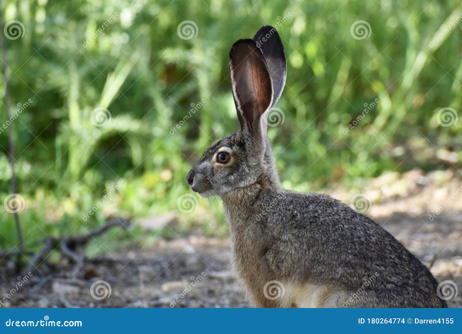 Black-Tailed Jackrabbit Relaxing in a Secluded Meadow High Quality ...