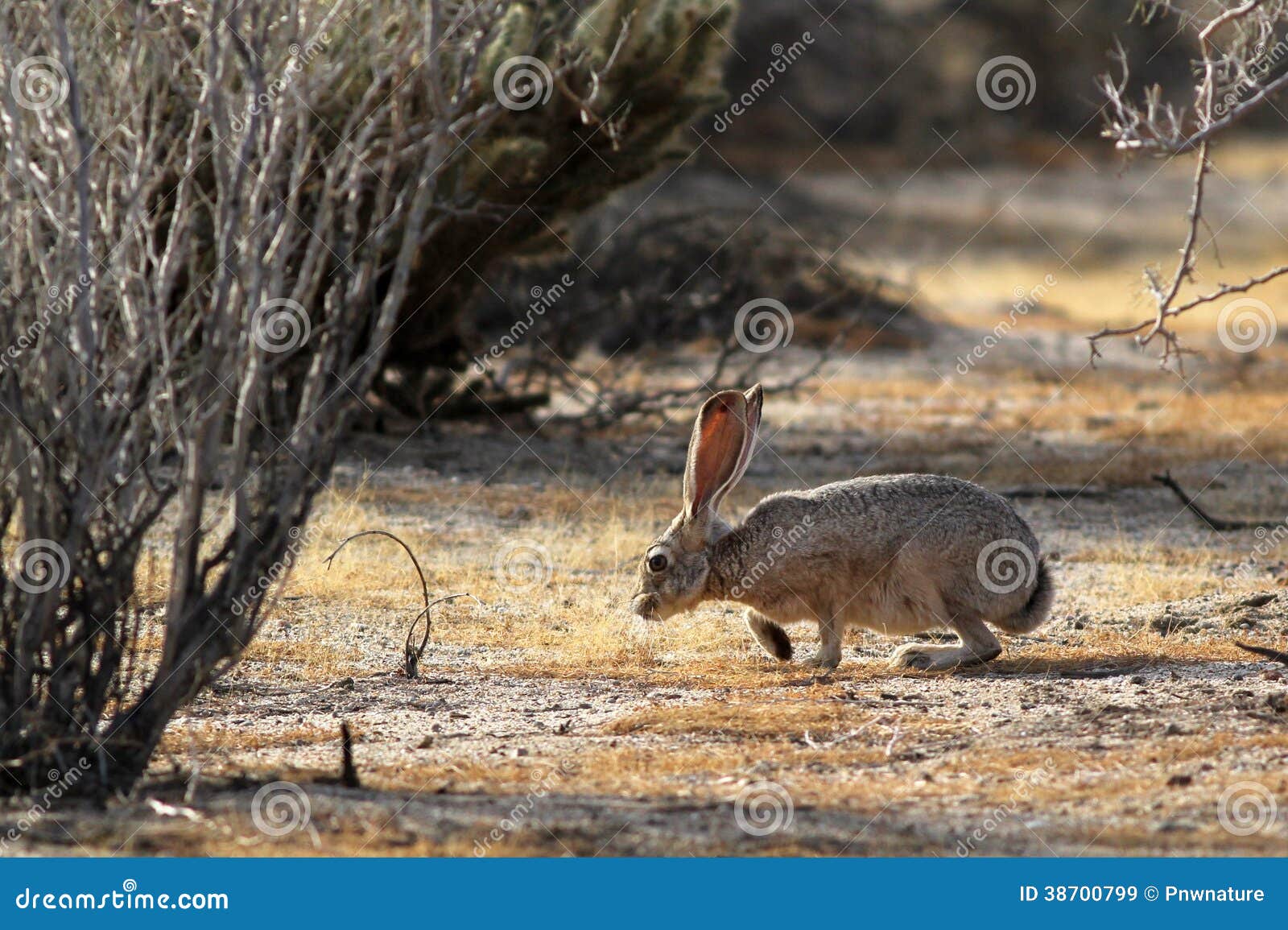 Black-tailed Jackrabbit Sniffing Stock Image - Image of animal ...