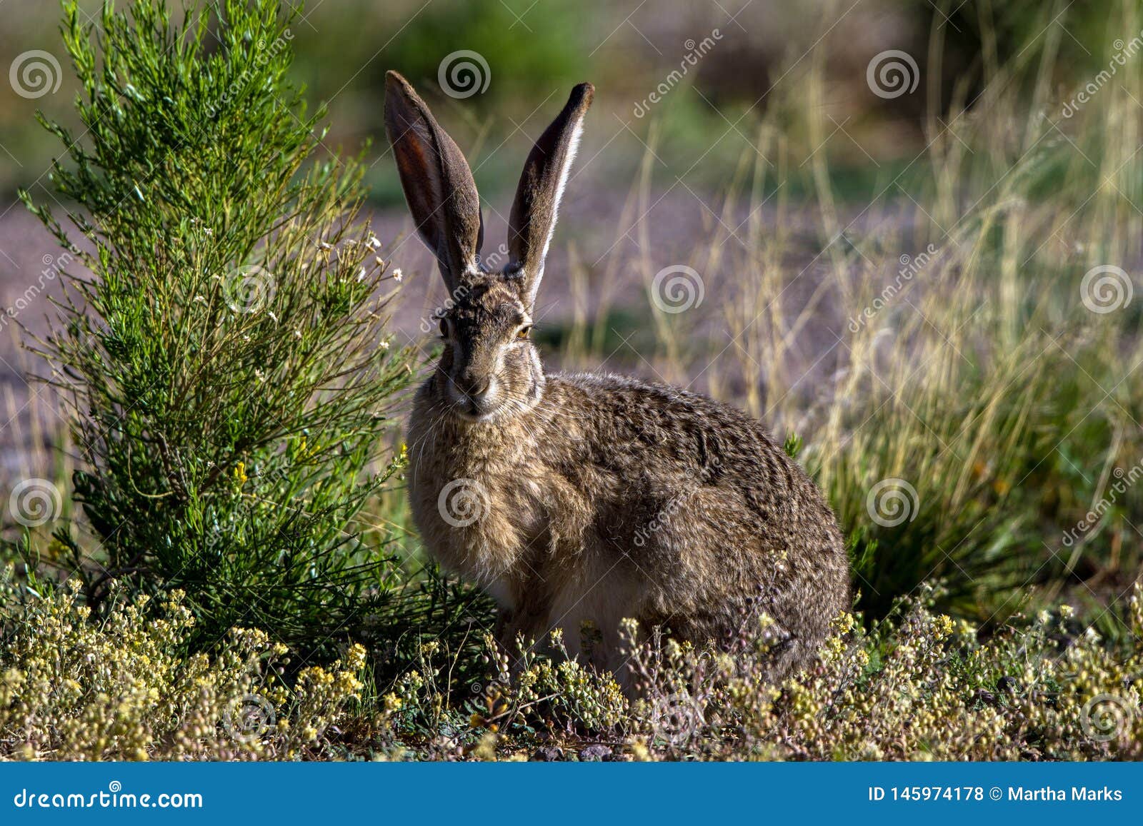 Black-tailed Jackrabbit Feeds in Arizona Stock Photo - Image of grass ...