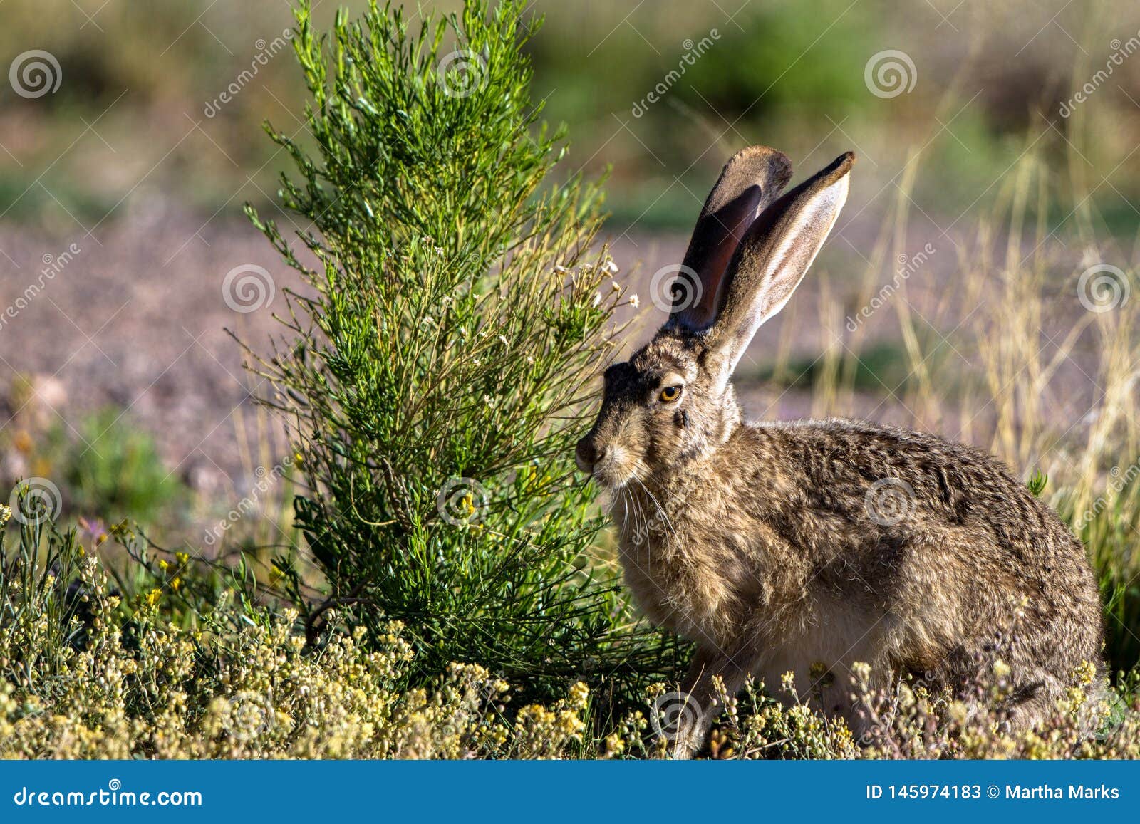 Black-tailed Jackrabbit Feeds in Arizona Stock Image - Image of ...