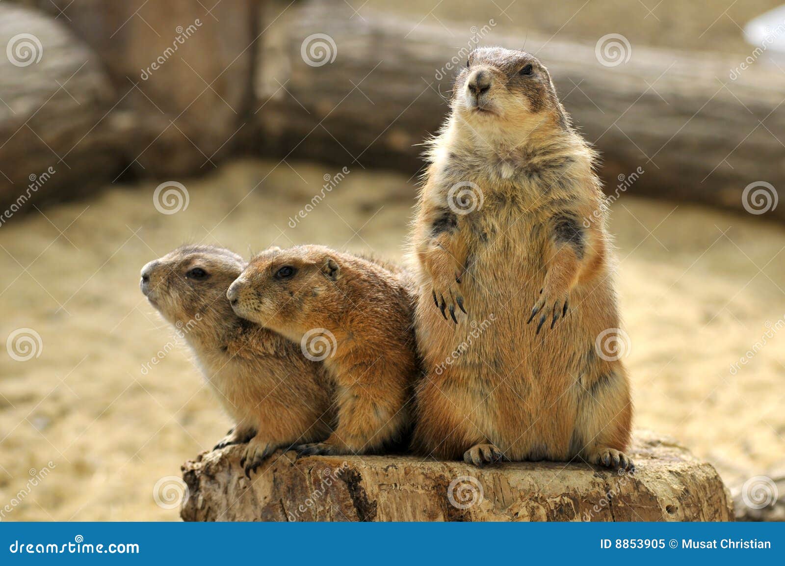 Black-tailed Prairie Dog stock image. Image of profile - 8853905
