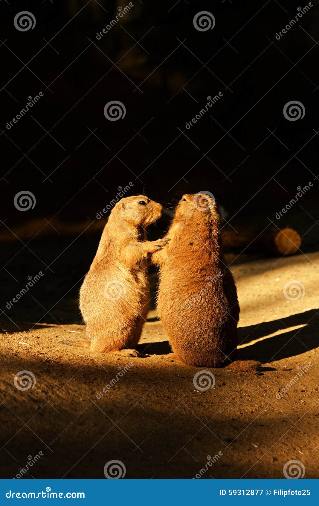 Black-tailed prairie dog stock image. Image of dirt, dogs - 59312877