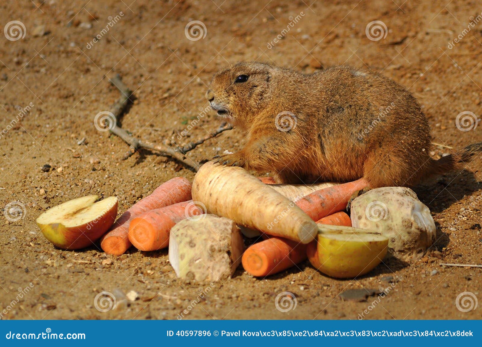 Black-tailed prairie dog stock photo. Image of furry - 40597896