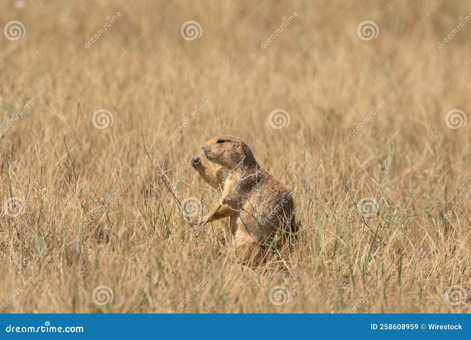 Black-tailed Prairie Dog on the Grass. Stock Image - Image of mammal ...