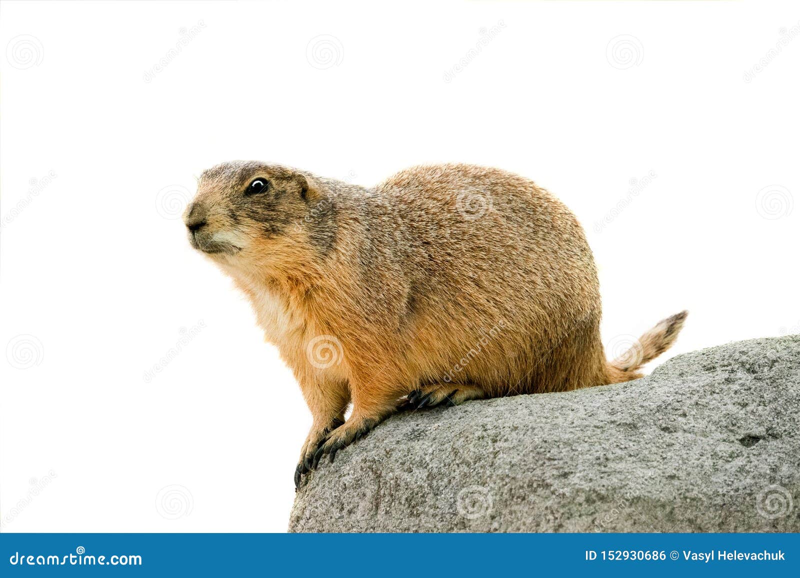Black Tailed Prairie Dog Isolated on White Stock Photo - Image of ...
