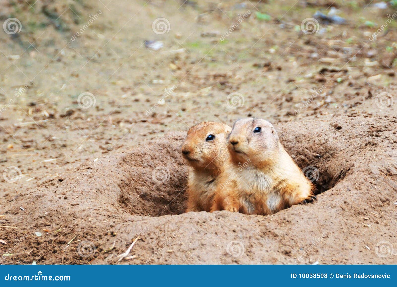 Prairie Dogs Watching For Predators In The Badlands Stock Photo ...