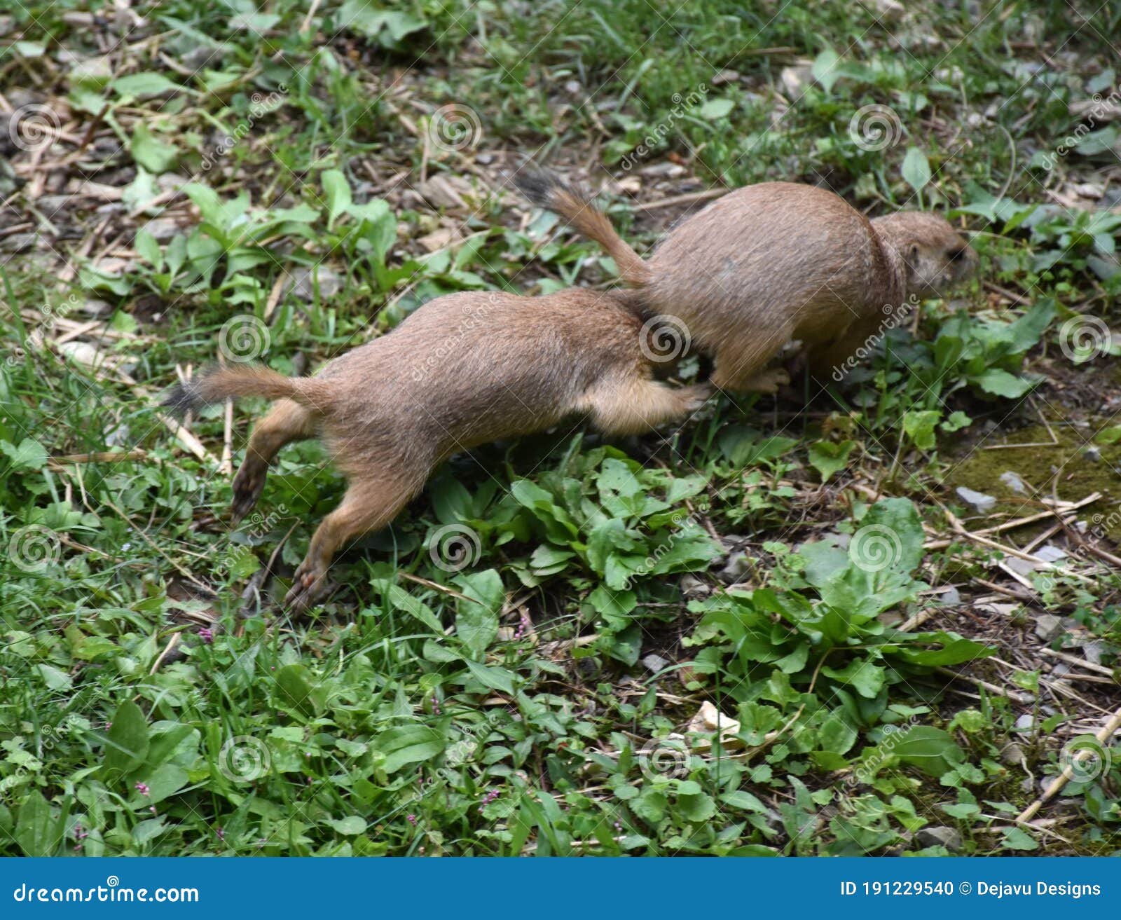What Types Of Dogs Chase Squirrels