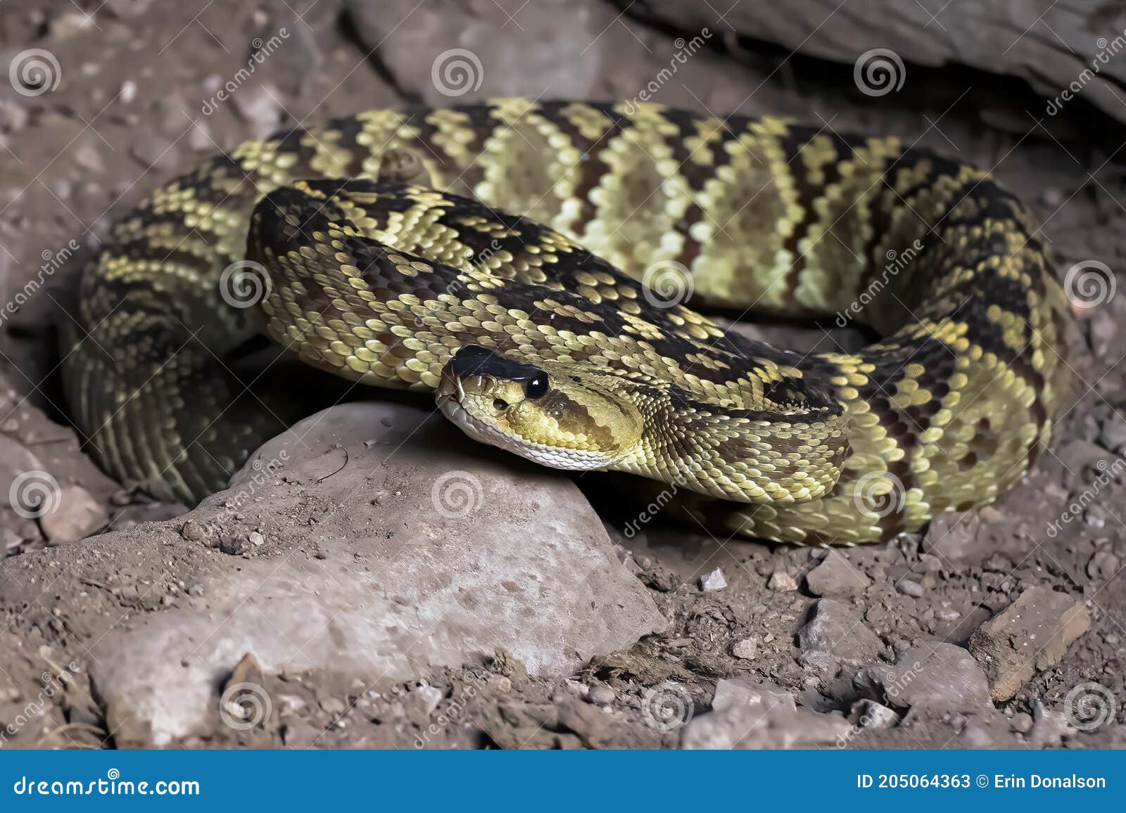 Black Tailed Rattlesnake Coiled on Ground Close Up Stock Image - Image ...