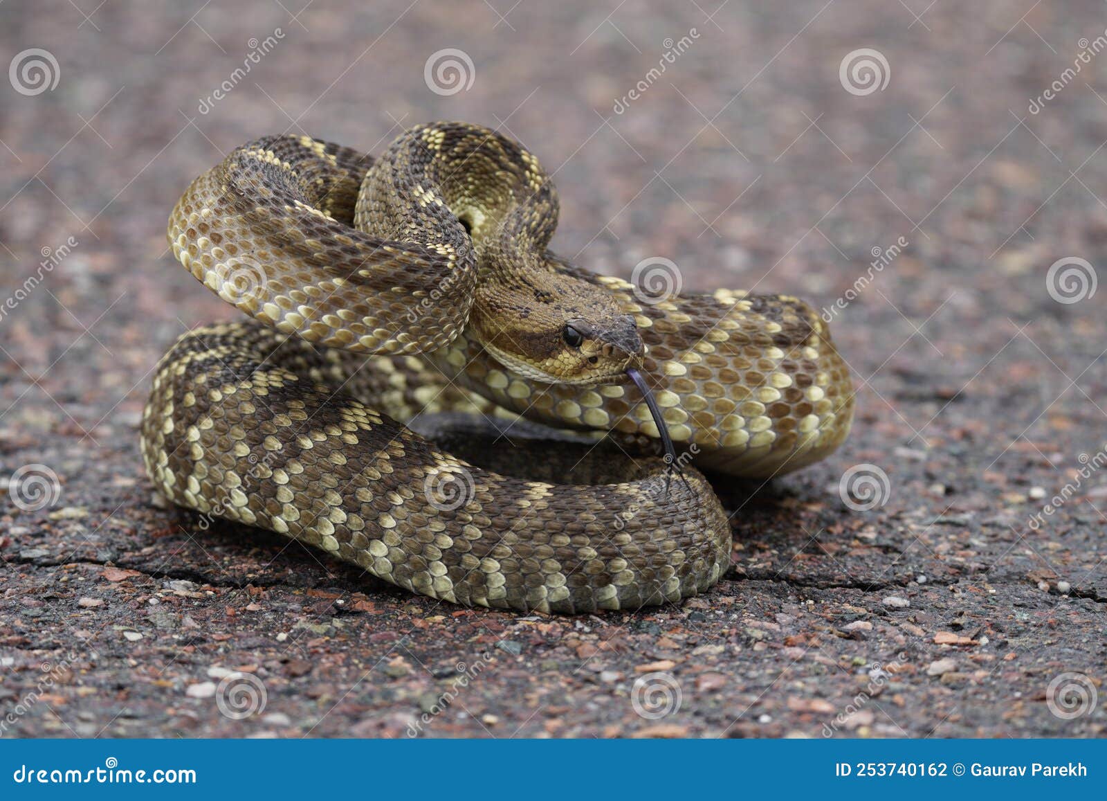 Black-tailed Rattlesnake - Coiled Up and Ready To Strike Stock Photo ...