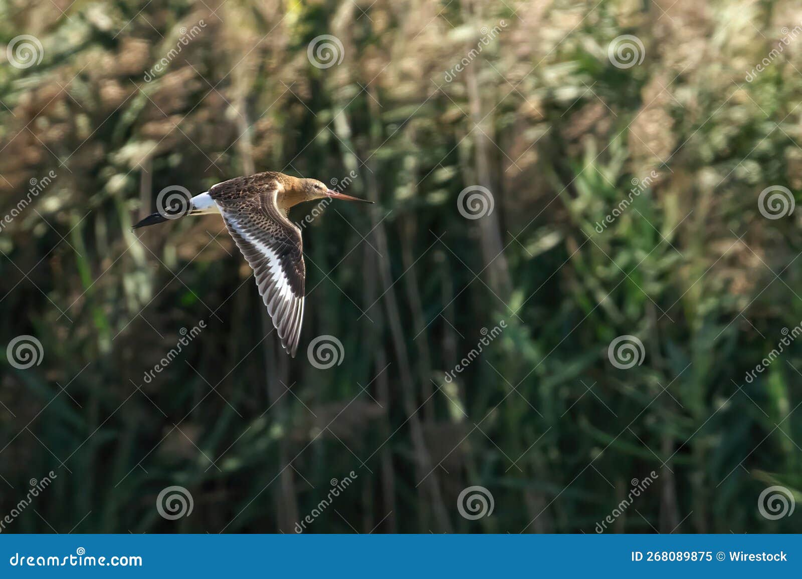 Black-tailted Godwit during Flight Over Water Stock Image - Image of ...