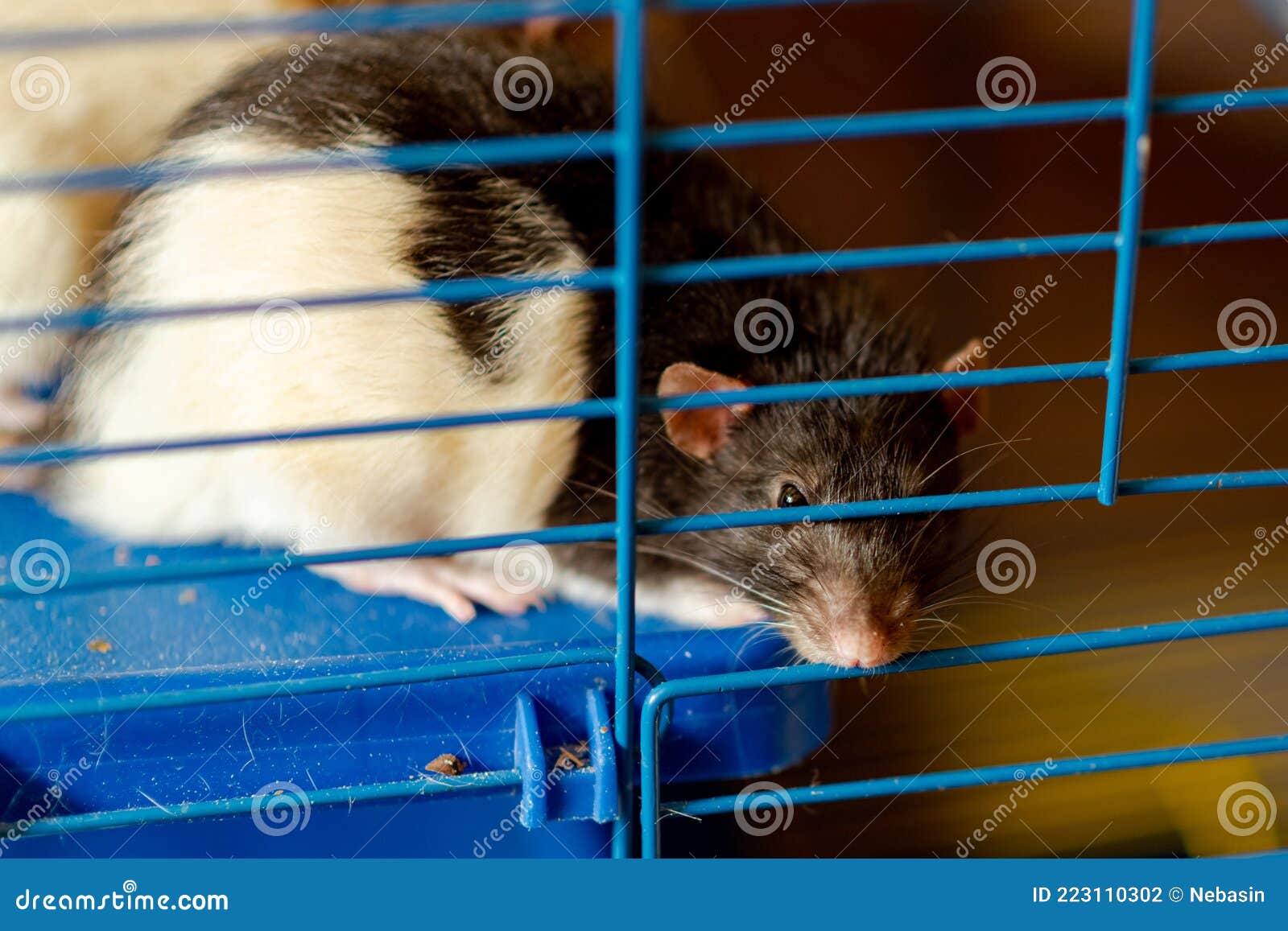 Black Tame Rat in a Cage. Breeding, Keeping Rats Stock Photo - Image of ...