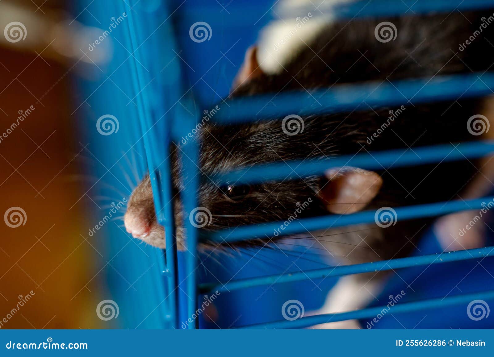 Black Tame Rat in a Cage. Breeding, Keeping Rats Stock Photo - Image of ...