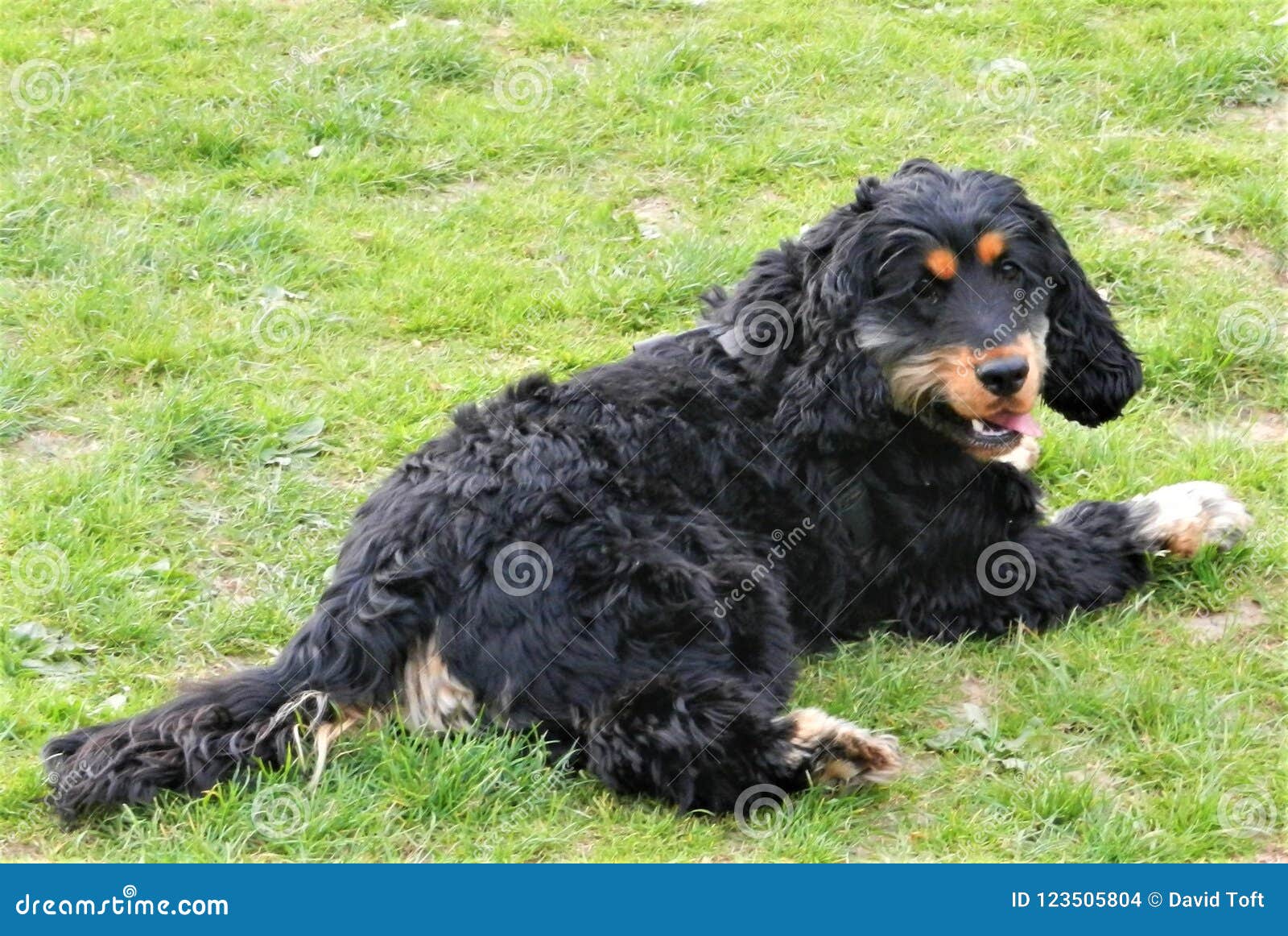 Cocker Spaniel in a Dublin Field Stock Photo - Image of ireland, cocker ...