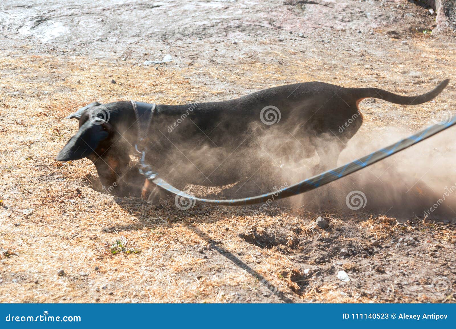 Dachshund Digging Hole in Summer Stock Image - Image of black, hunting ...