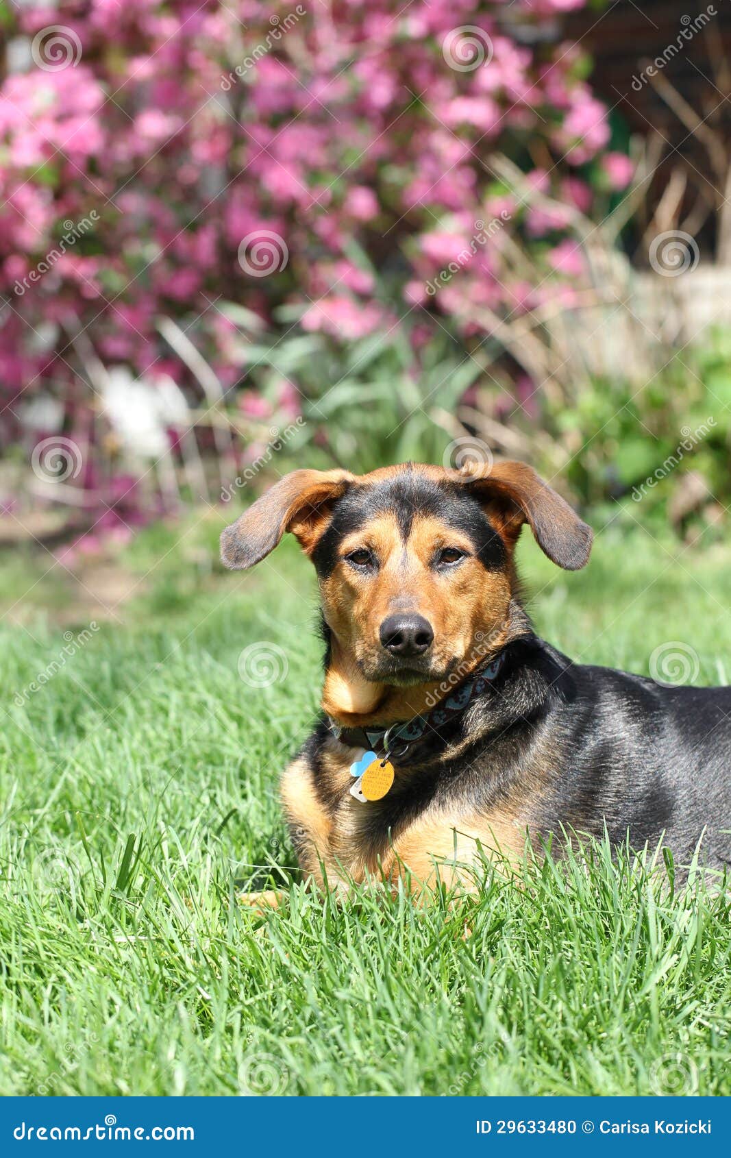 Black and Tan Dog stock photo. Image of companion, shepherd - 29633480
