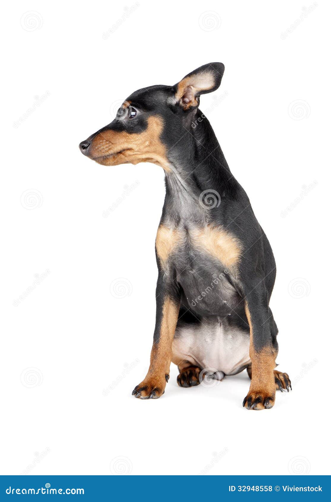 Black Miniature Pinscher