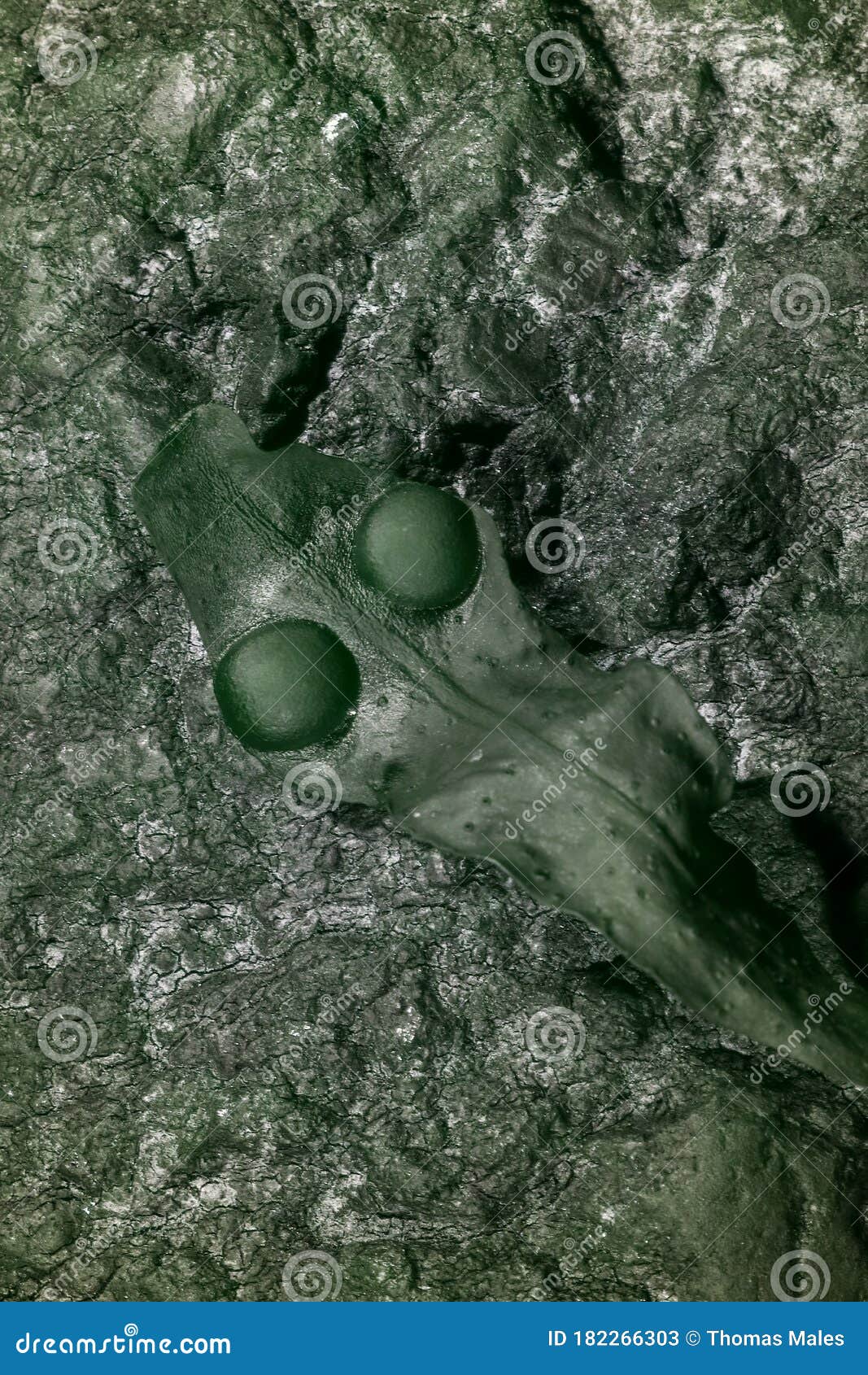 Black tang stock image. Image of camera, photograph - 182266303