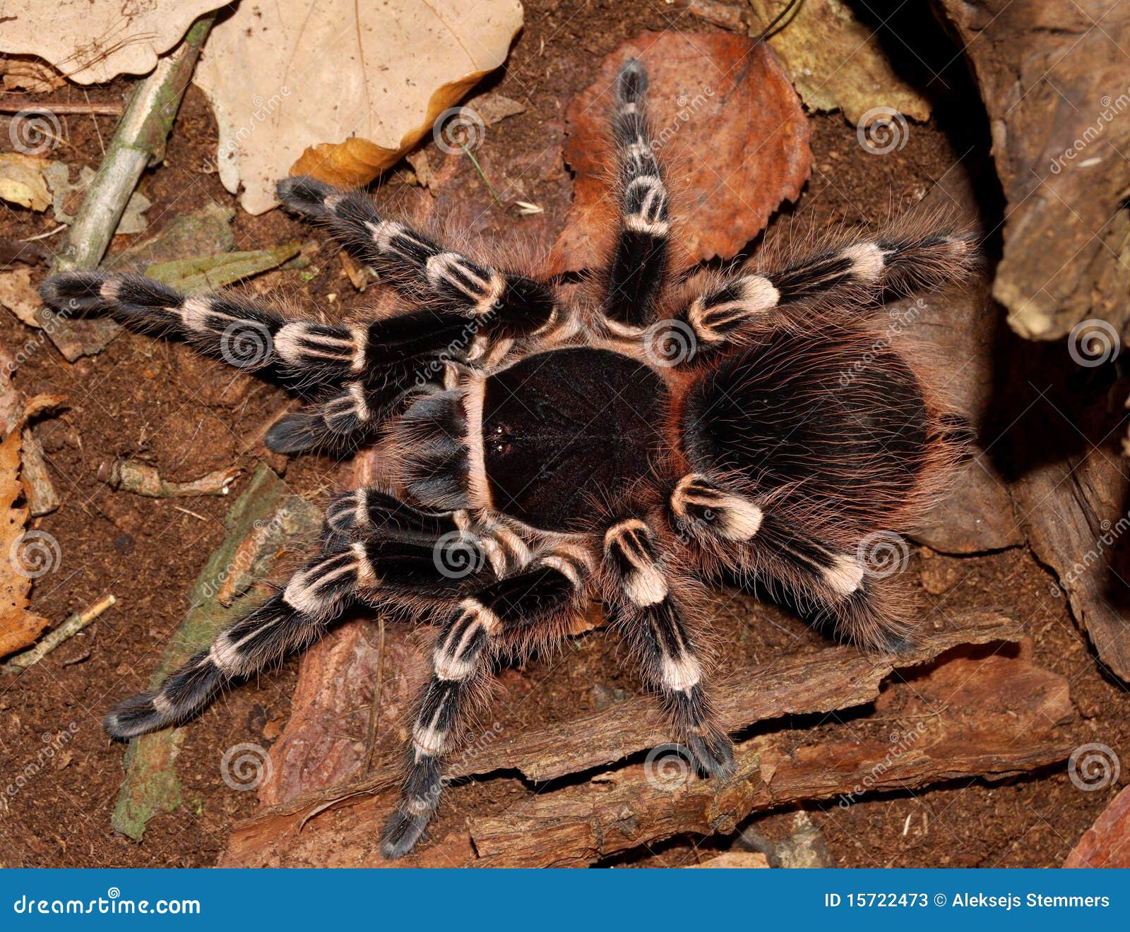 Fluffy Tarantula Stock Photos - Free & Royalty-Free Stock Photos from ...